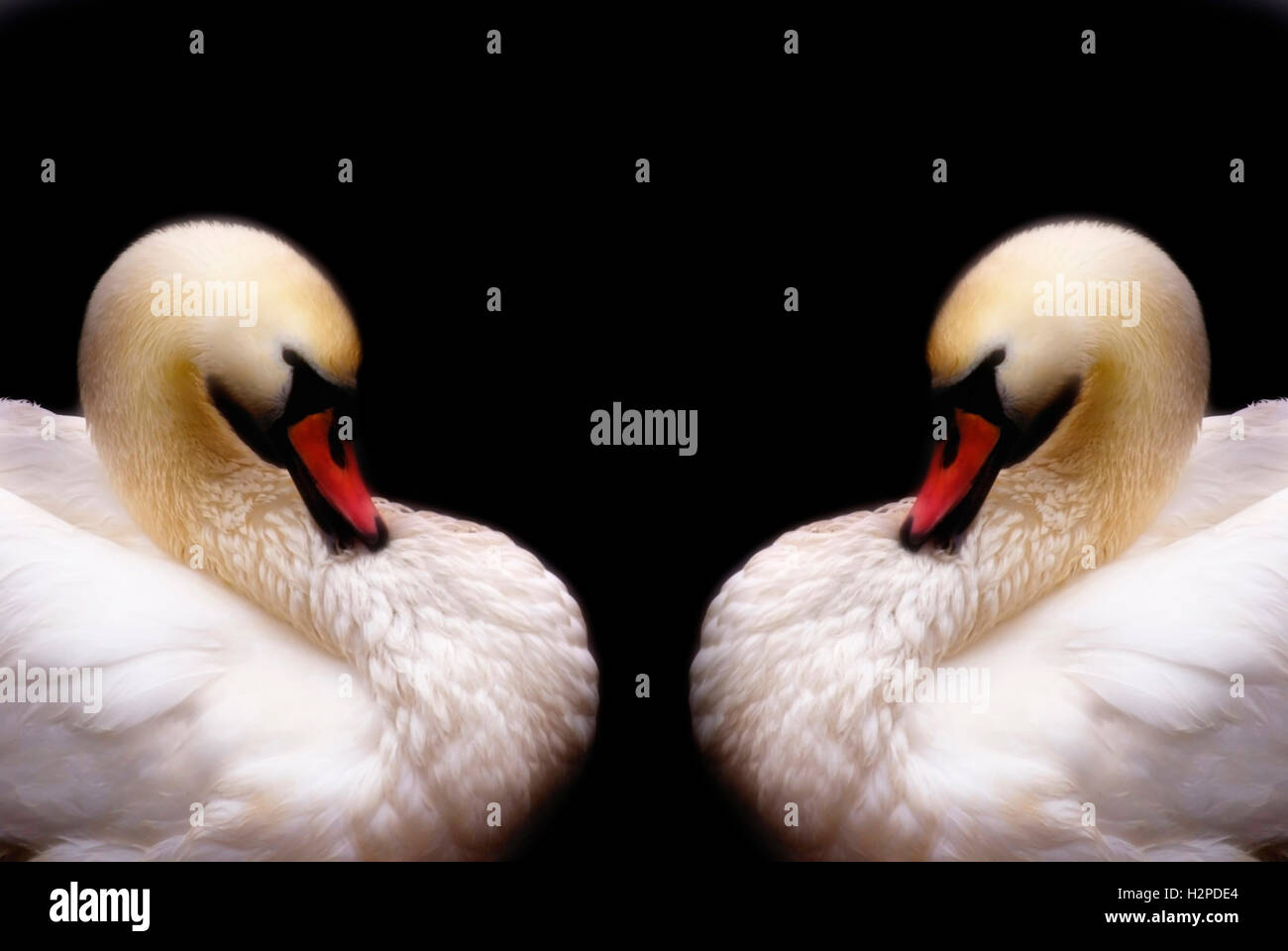 Two swans facing each other hi-res stock photography and images - Alamy