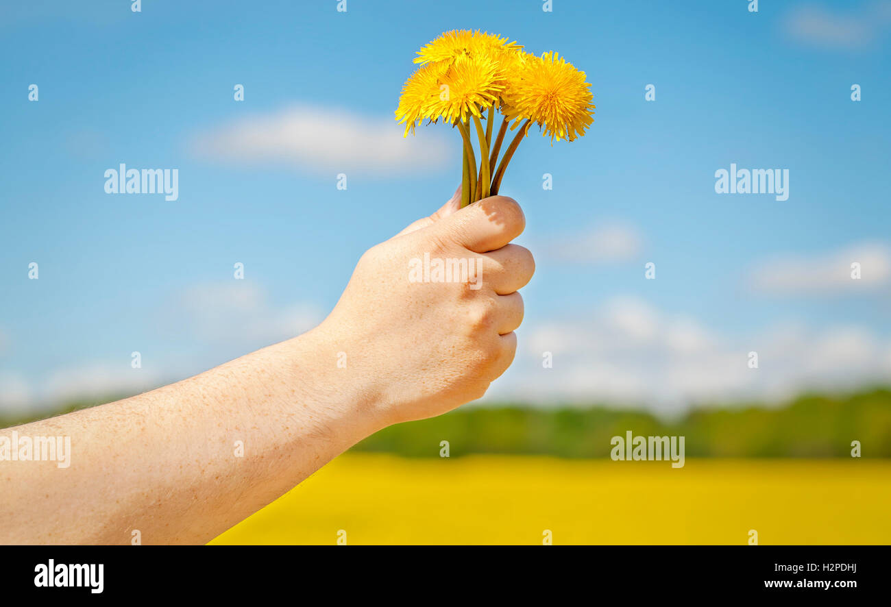 Hand with dandelion Stock Photo - Alamy