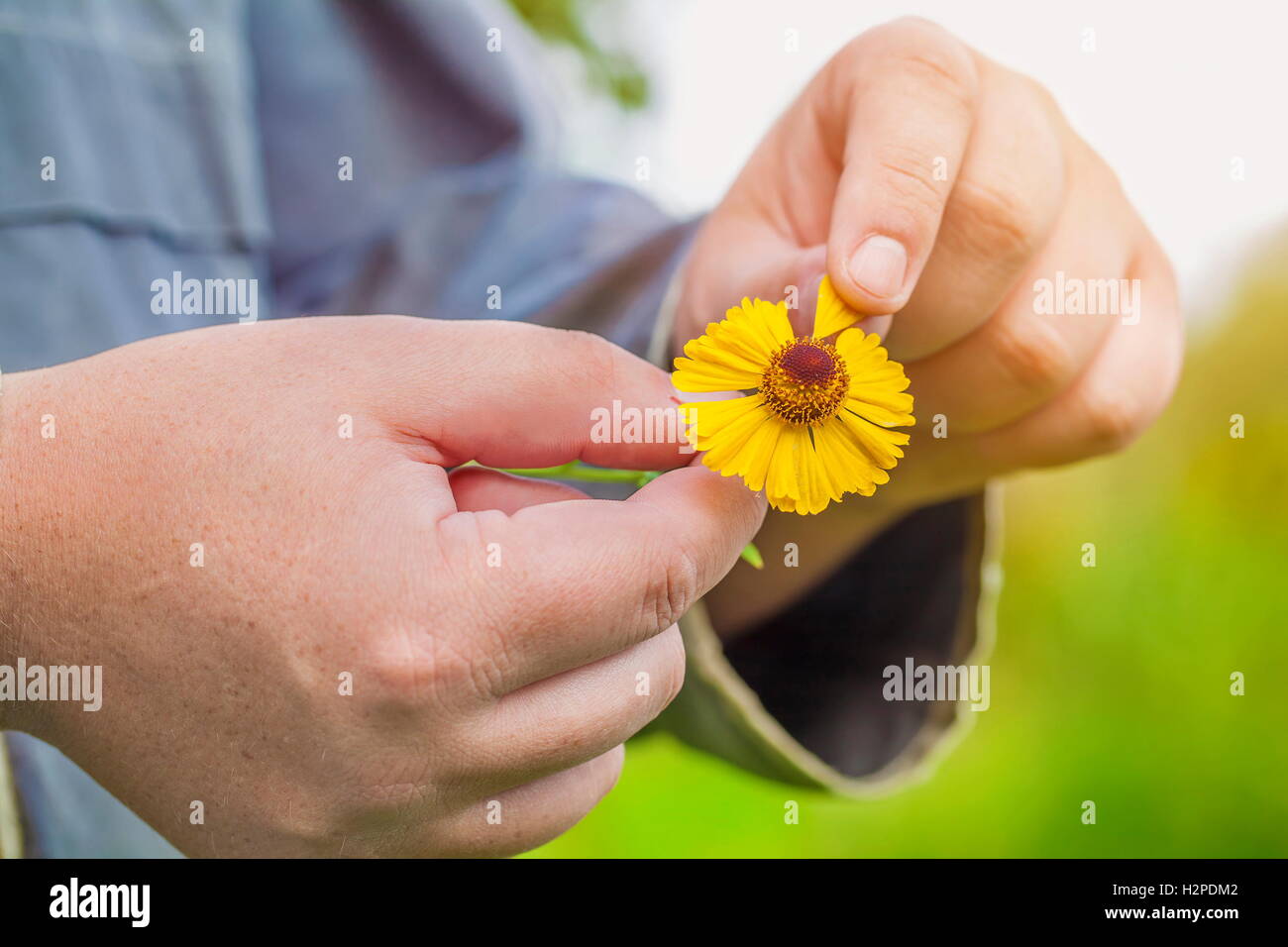 Man pulling petals from flower Stock Photo - Alamy
