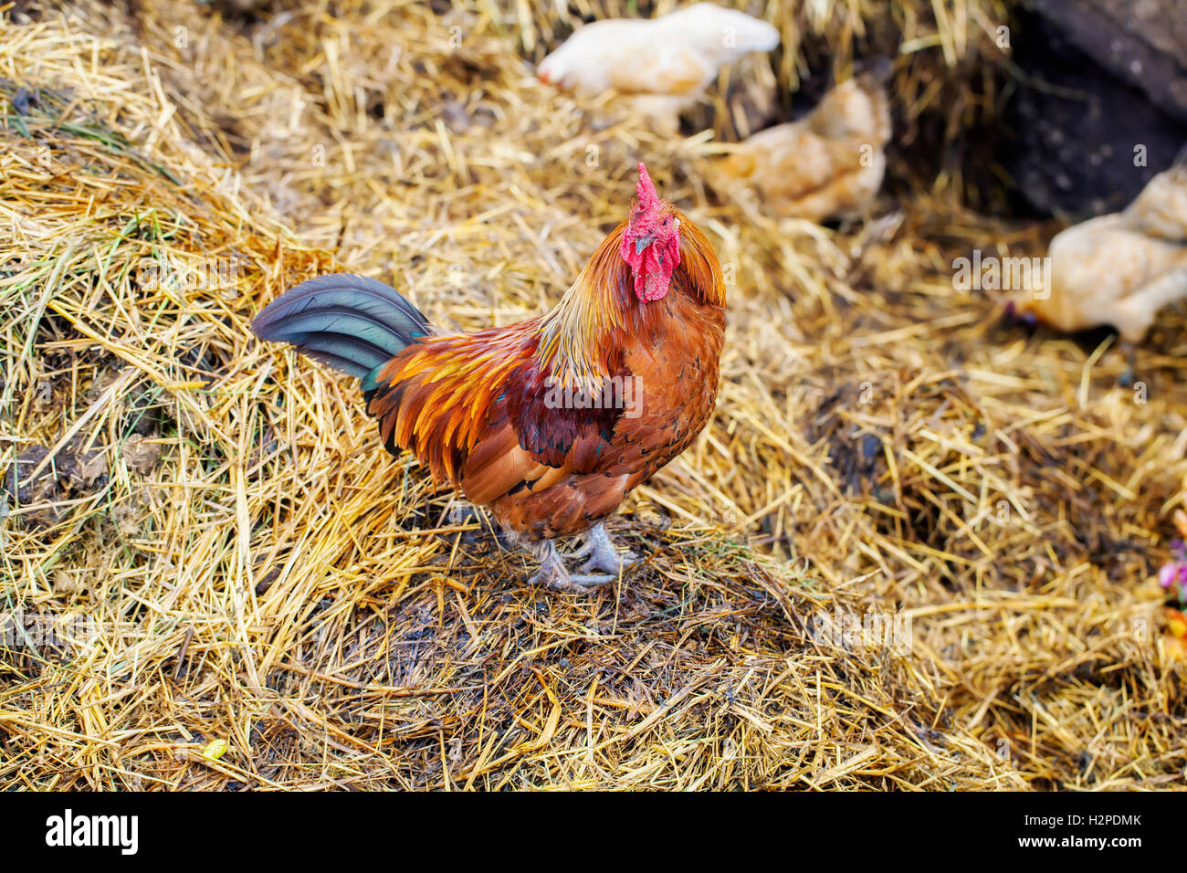 Rooster crowing in the outdoor on the manure piles Stock Photo - Alamy