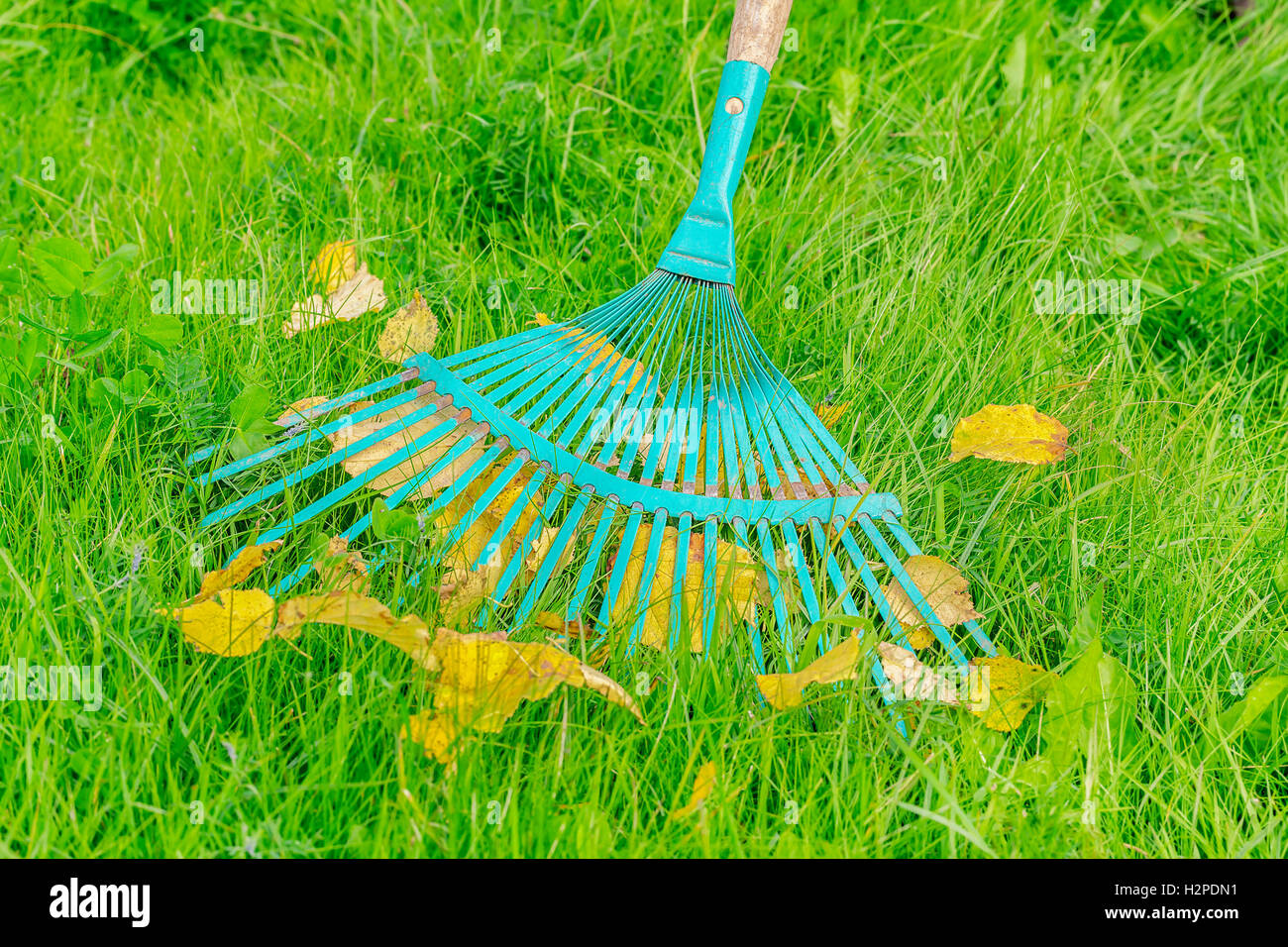 Rake and fall leaves on green grass Stock Photo - Alamy