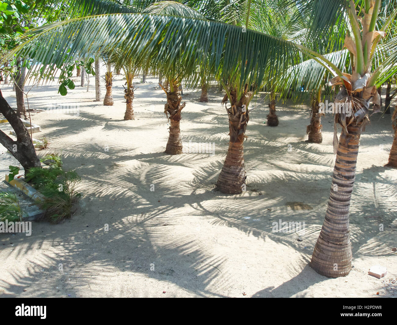 Palm trees beach acapulco mexico hi-res stock photography and images ...