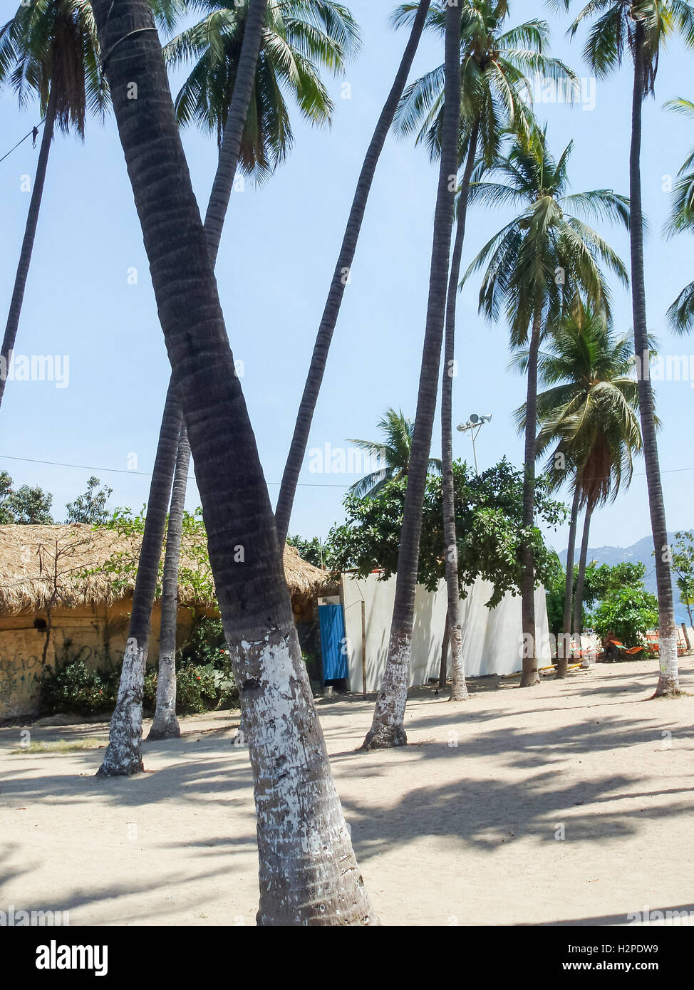 Palm trees on the beach of Acapulco, Mexico Stock Photo - Alamy