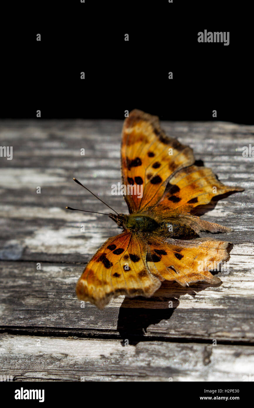 Satyr Comma (Polygonia satyrus) in the Muir Woods National Monument ...