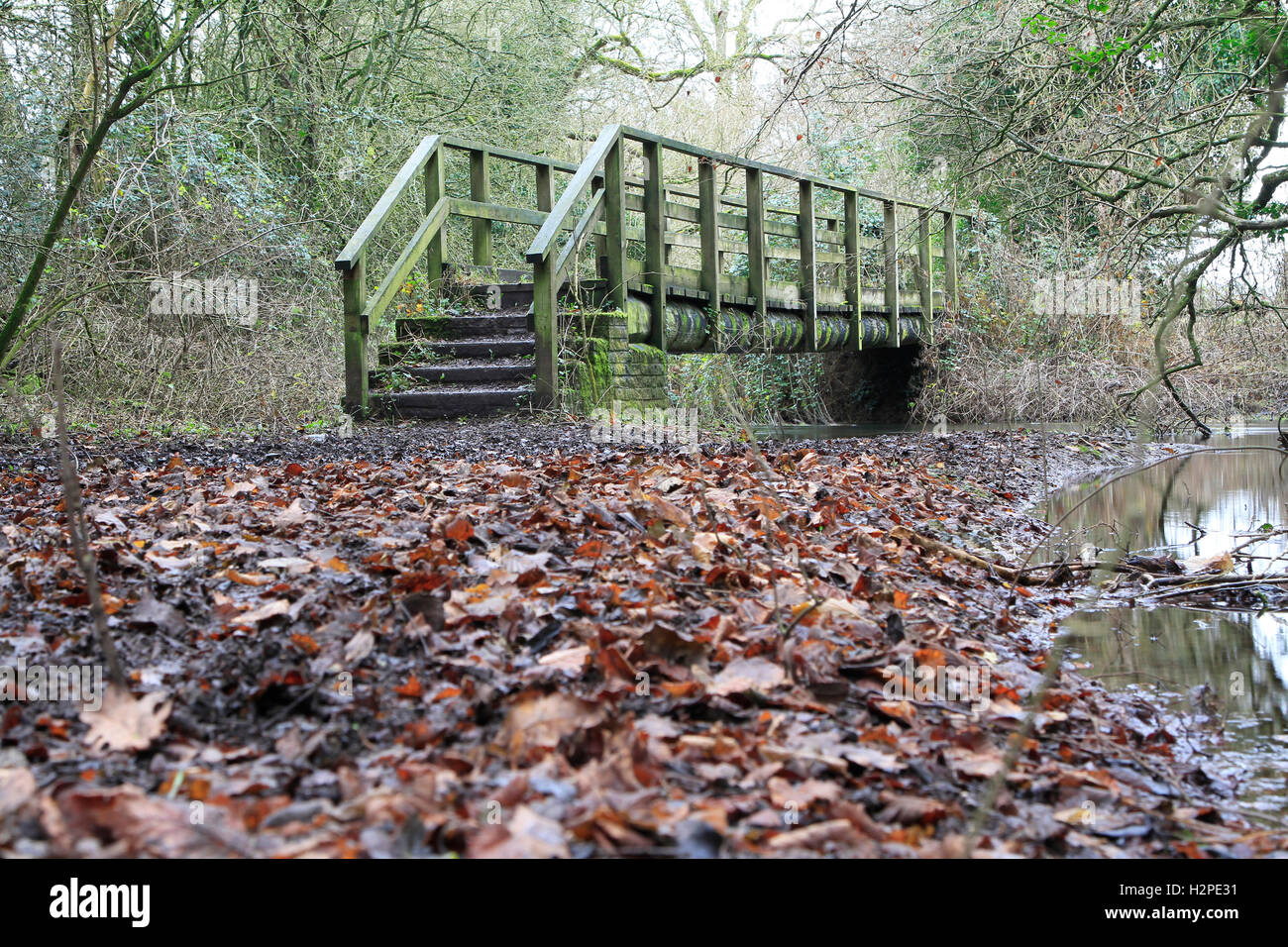 Woodland floor texture hi-res stock photography and images - Alamy