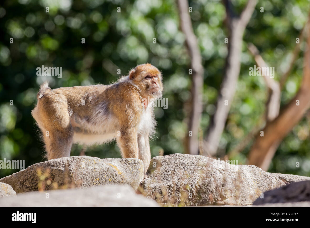 on the rocks mountain monkeys live high and dry Stock Photo - Alamy