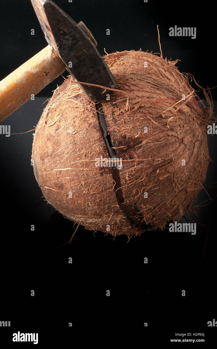 Coconut broken in half with hammer Stock Photo - Alamy