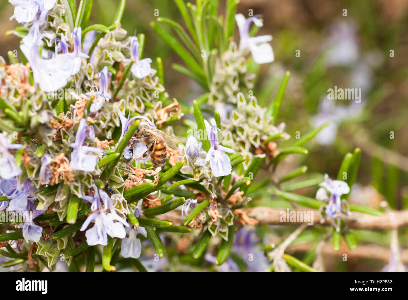 Rosemary road hi-res stock photography and images - Alamy