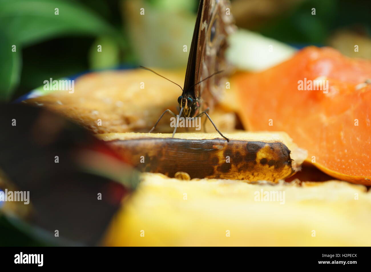 beautiful butterflies from the Cockrell Butterfly Center in the museum ...