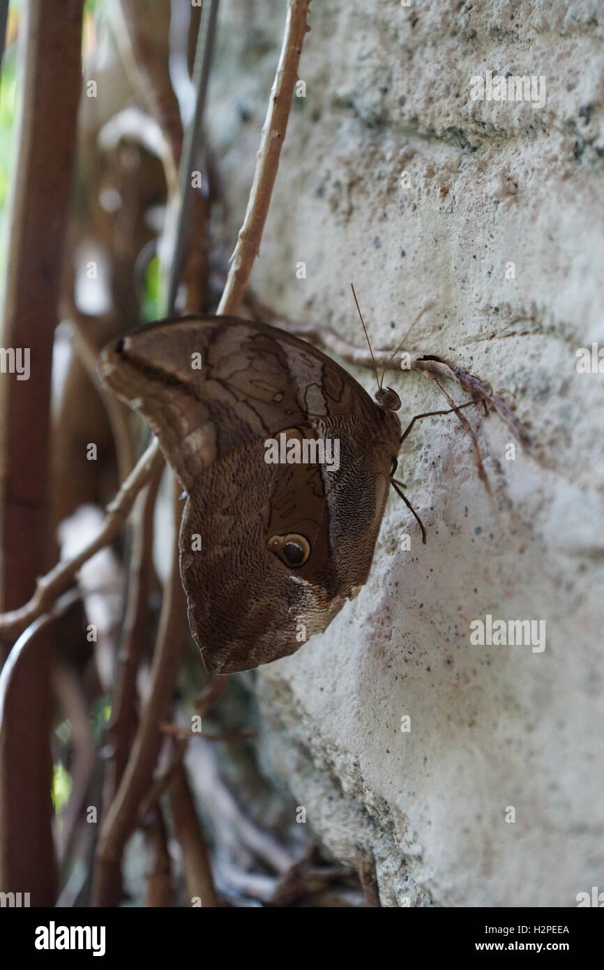 beautiful butterflies from the Cockrell Butterfly Center in the museum ...