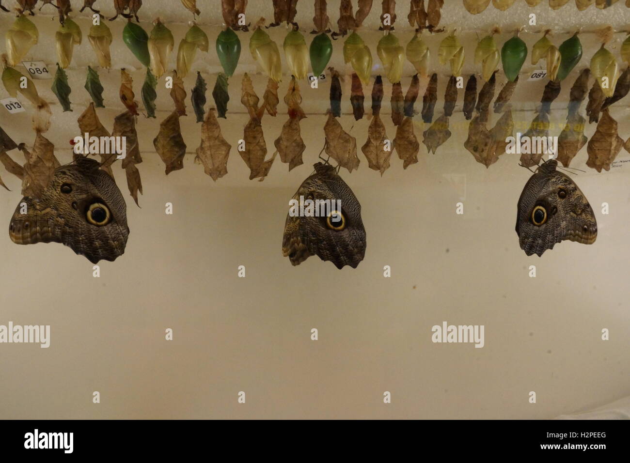 Hedylidae butterfly hi-res stock photography and images - Alamy