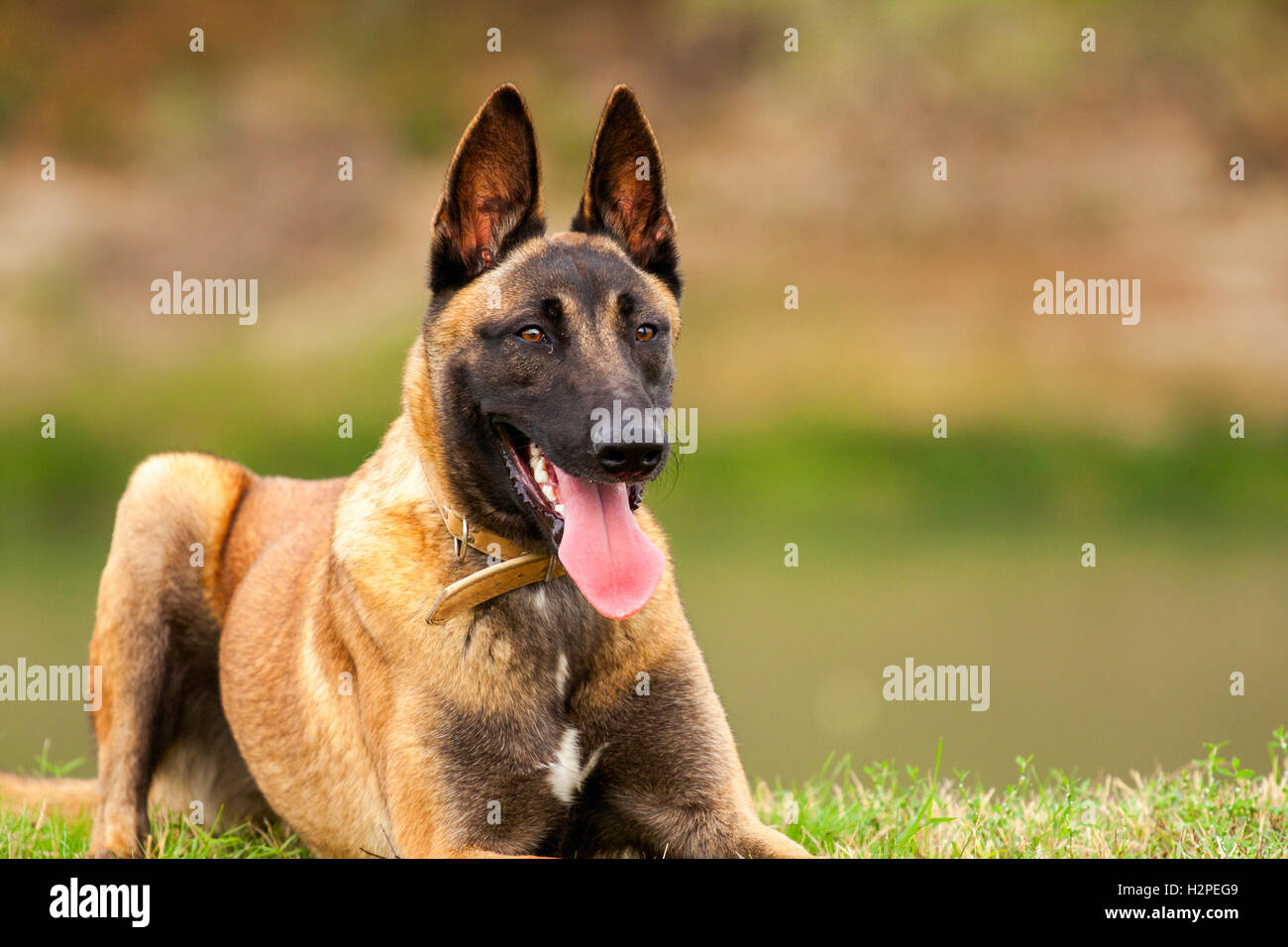 Belgian Malinois young puppy in the park fields Stock Photo - Alamy