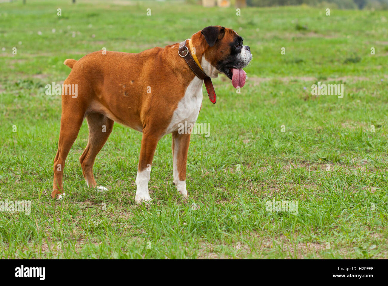 Belgian boxer hi-res stock photography and images - Alamy
