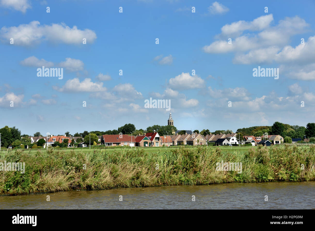 Cow Cows ,Green Grass,Farm Farming, Landscape Friesland, Fryslan The ...