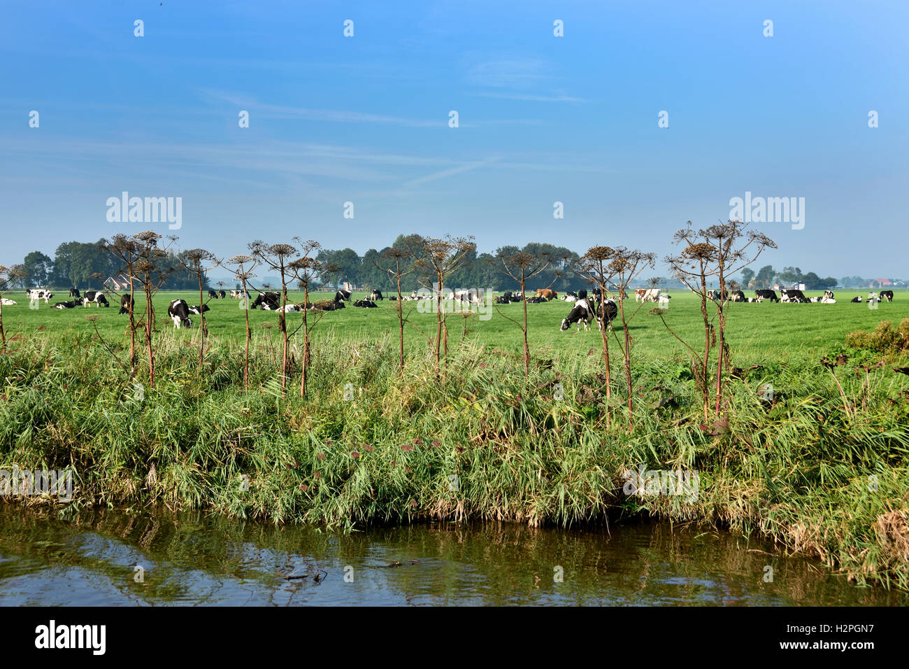Cow Cows Green Grass Farm Farming Landscape Friesland Fryslan ...