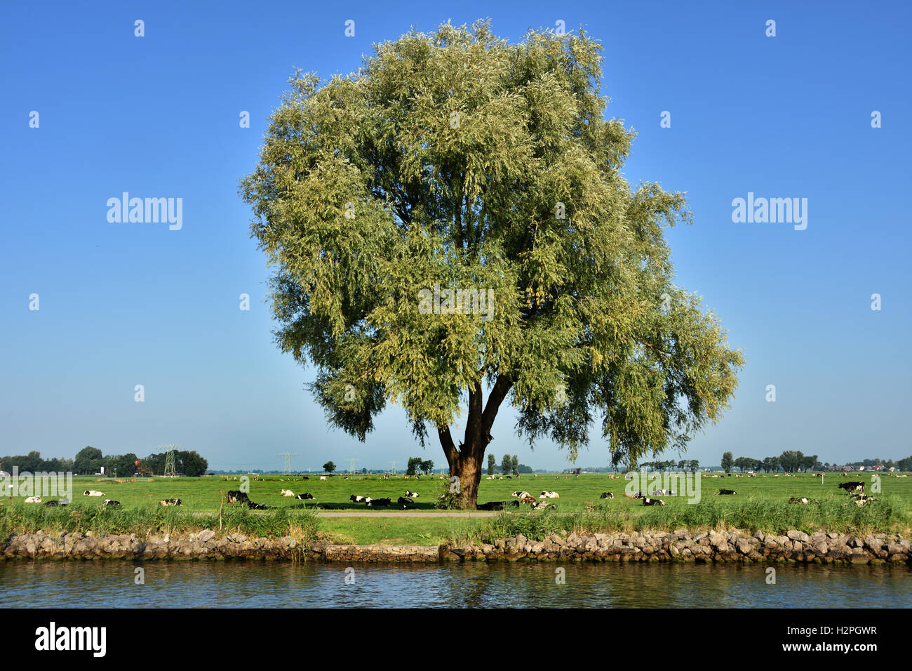 Cow Cows Green Grass Farm Farming Landscape Friesland Fryslan ...