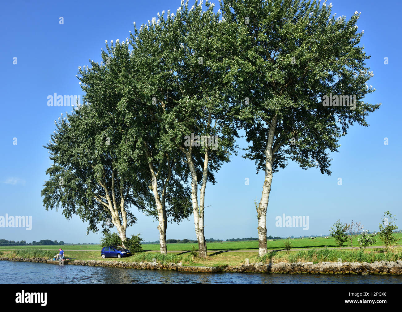 Fishing Green Grass Farm Farming Landscape Friesland Fryslan ...