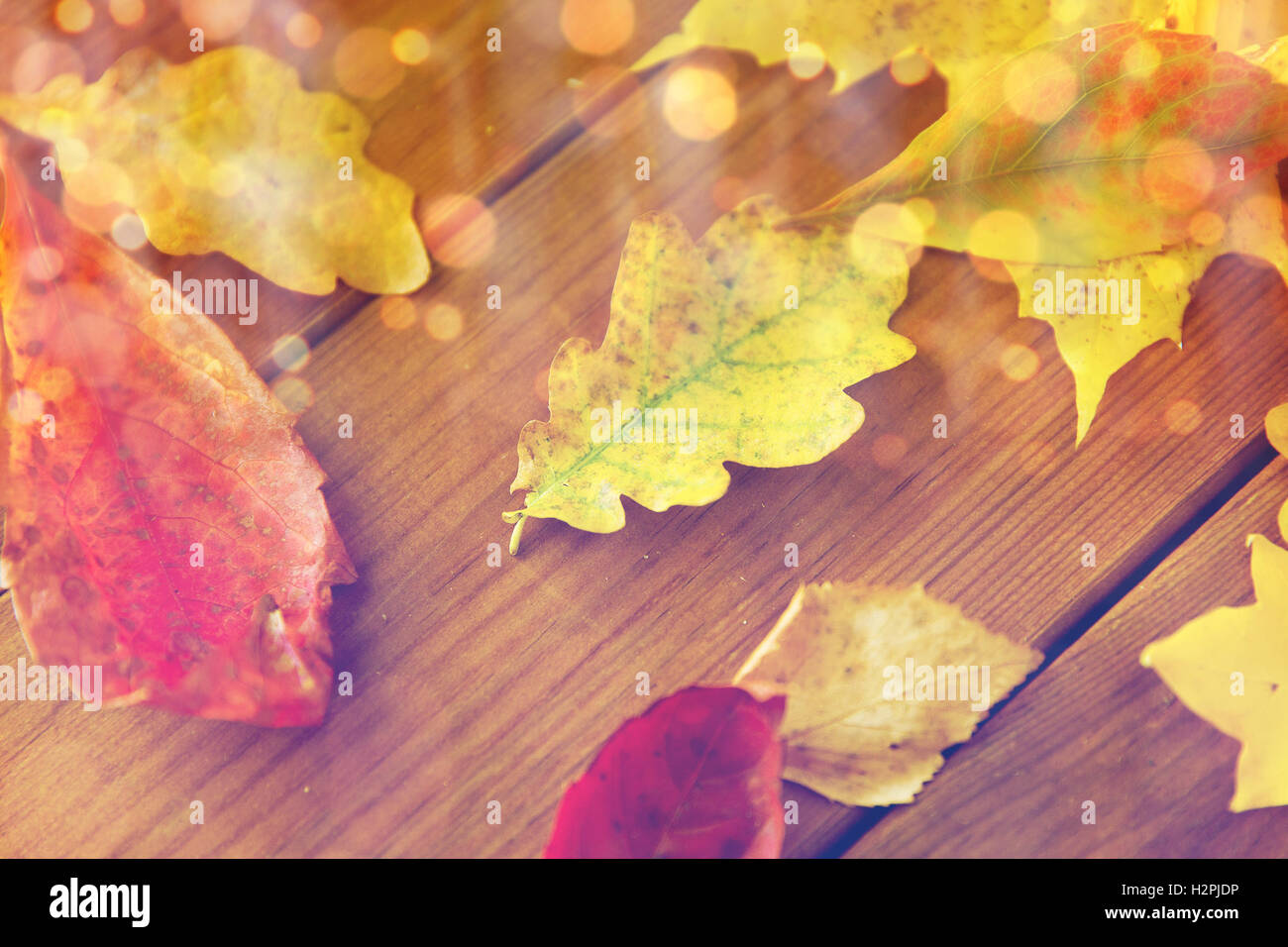 close up of many different fallen autumn leaves Stock Photo - Alamy