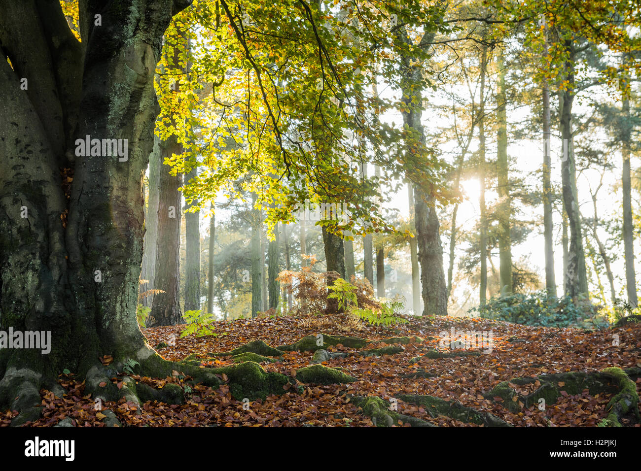 Autumn sun in the woods or forrest, Lickey Woods, Birmingham, England ...