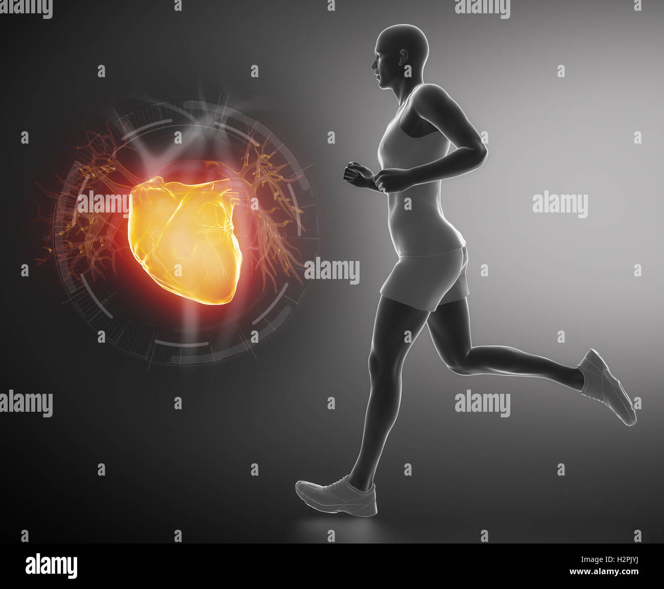 Athlete heart system hi-res stock photography and images - Alamy