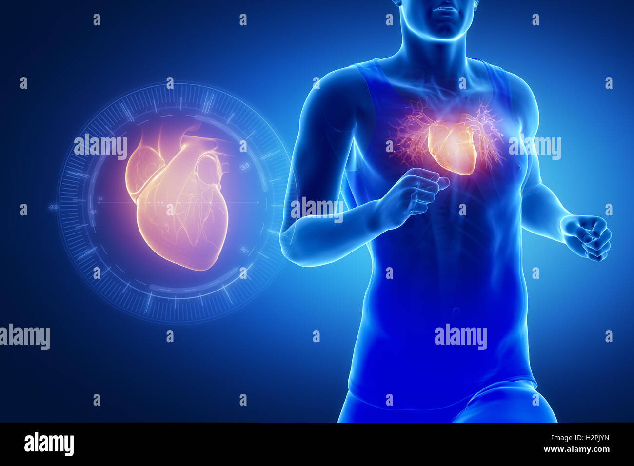 Hearth anatomy hi-res stock photography and images - Alamy