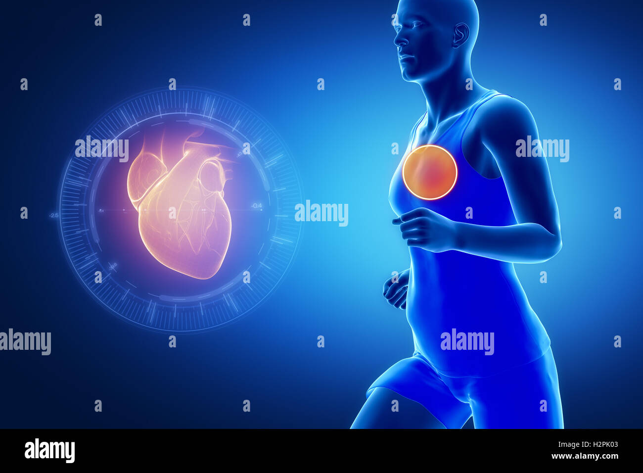 Hearth anatomy hi-res stock photography and images - Alamy
