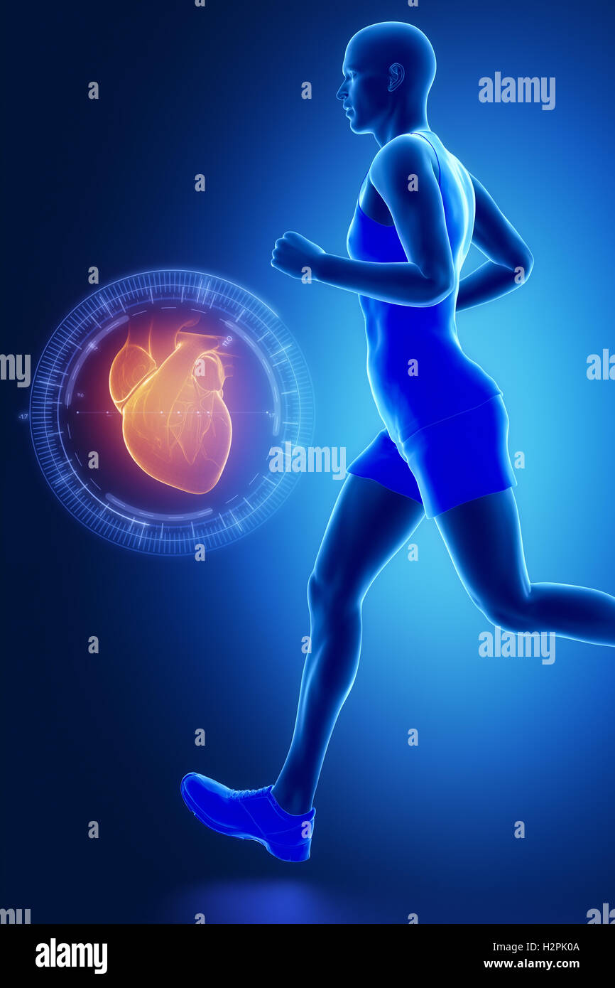 Hearth anatomy hi-res stock photography and images - Alamy