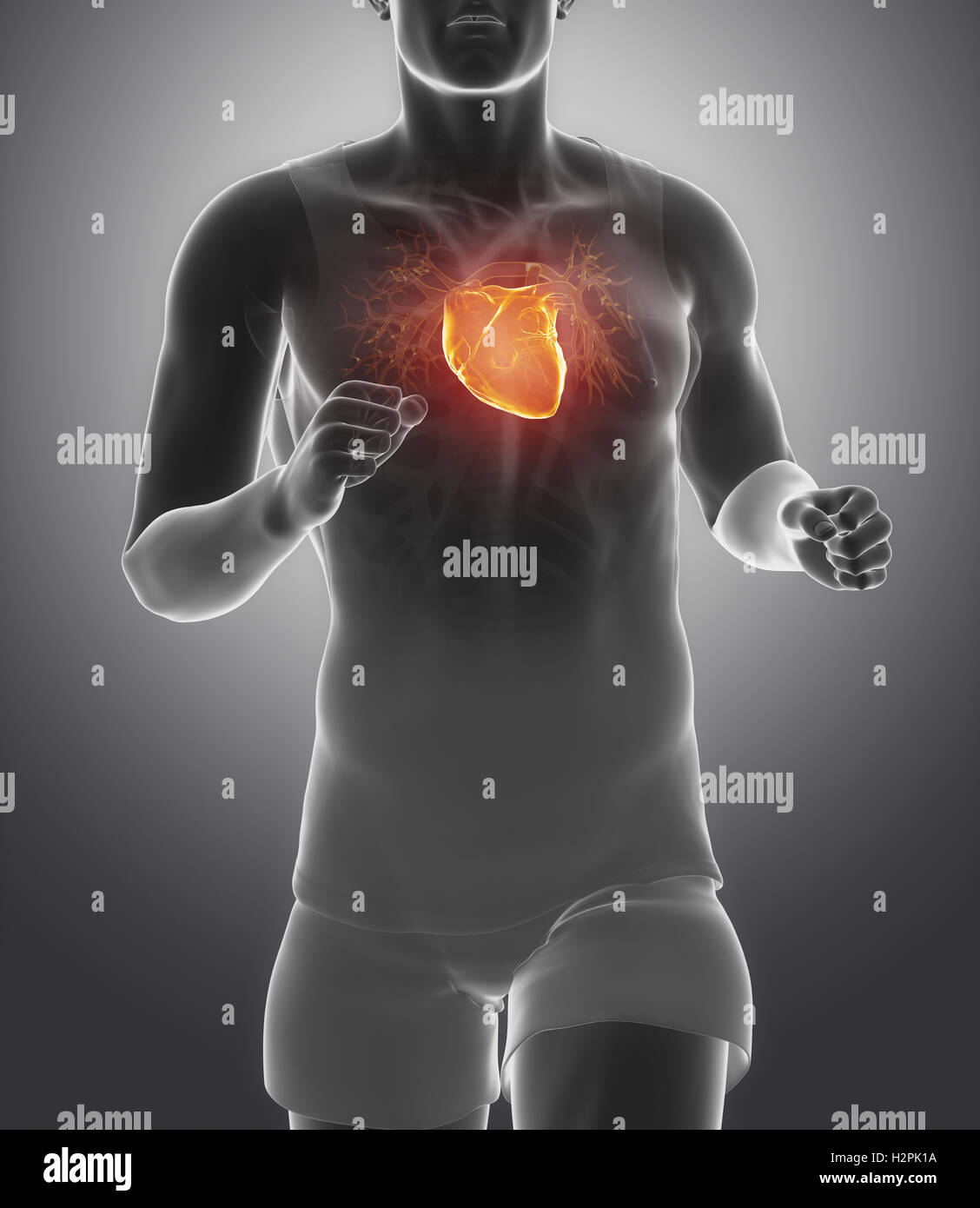 Hearth anatomy hi-res stock photography and images - Alamy