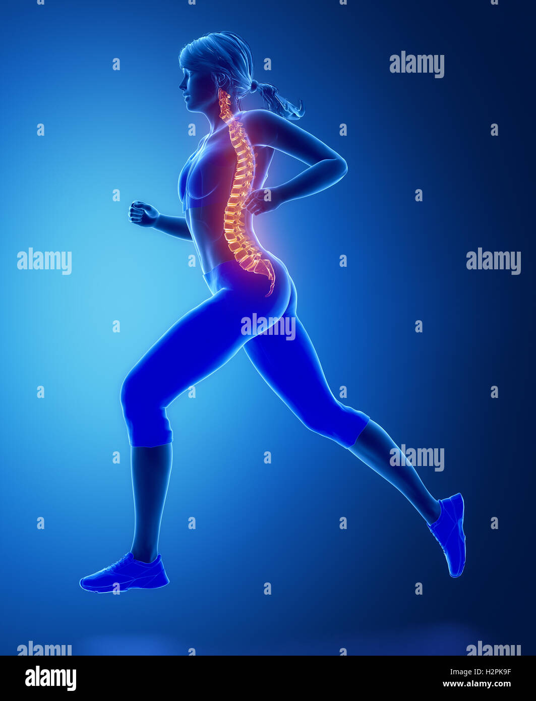 Lumbar spine anatomy female hi-res stock photography and images - Alamy