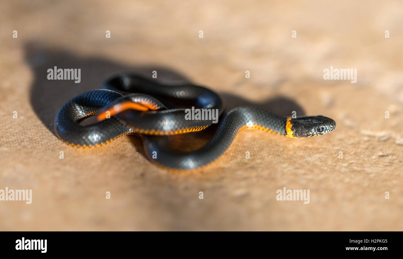 Ringneck snake hi-res stock photography and images - Alamy