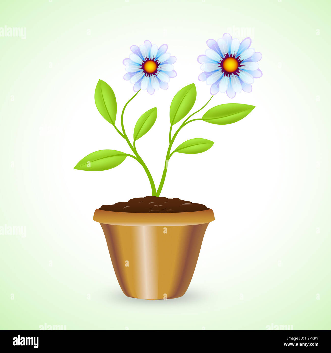 Potted Plant On White Background Shows Outdoor Houseplant And Botanic ...