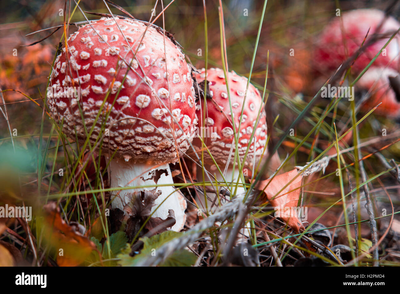 two spotted toadstools in the woods grows Stock Photo - Alamy