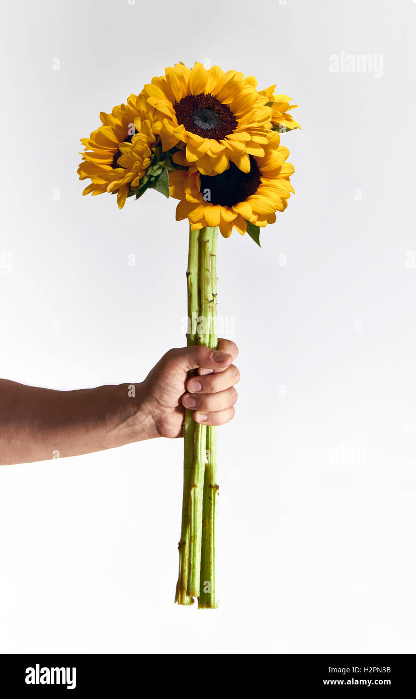 Hand holding yellow sunflower on hi-res stock photography and images ...
