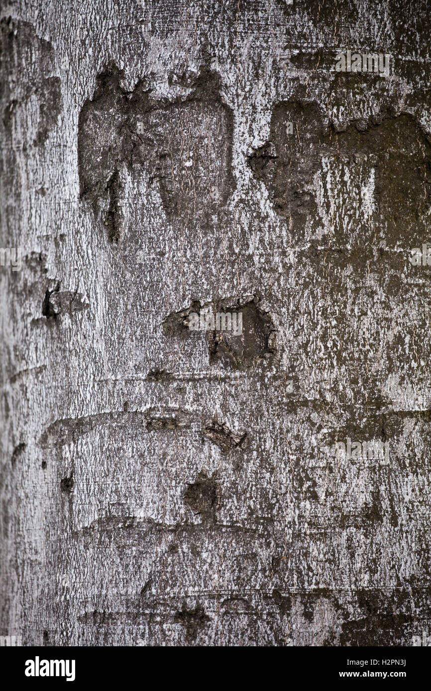Texture of tree Stock Photo - Alamy