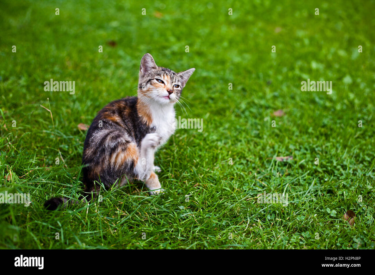 Beautiful little cat playing in a garden Stock Photo - Alamy