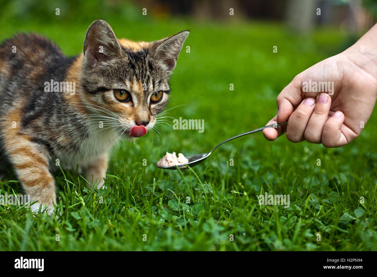 Little child's hand feeding beautiful cat Stock Photo - Alamy