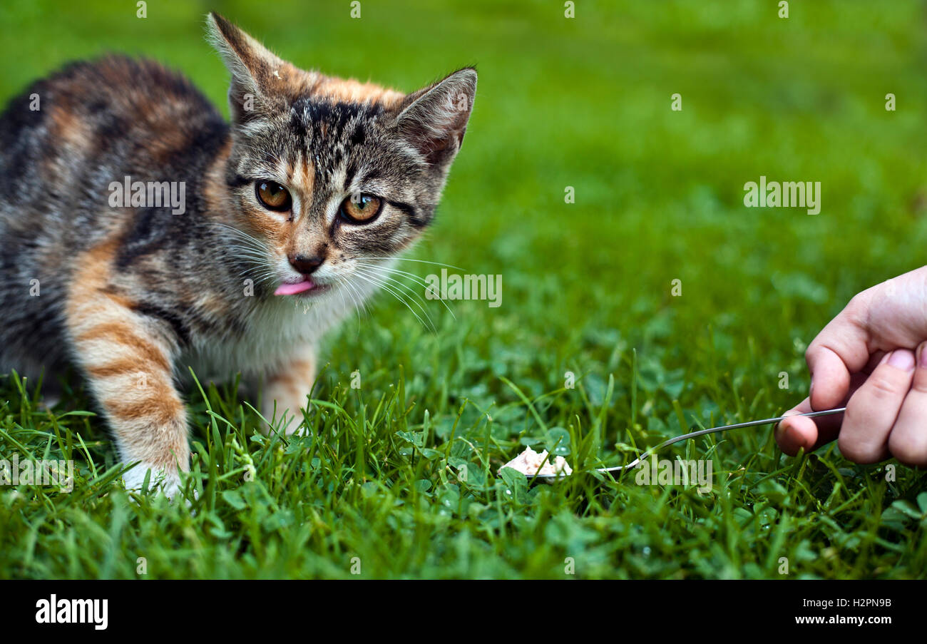 Little child's hand feeding beautiful cat Stock Photo - Alamy