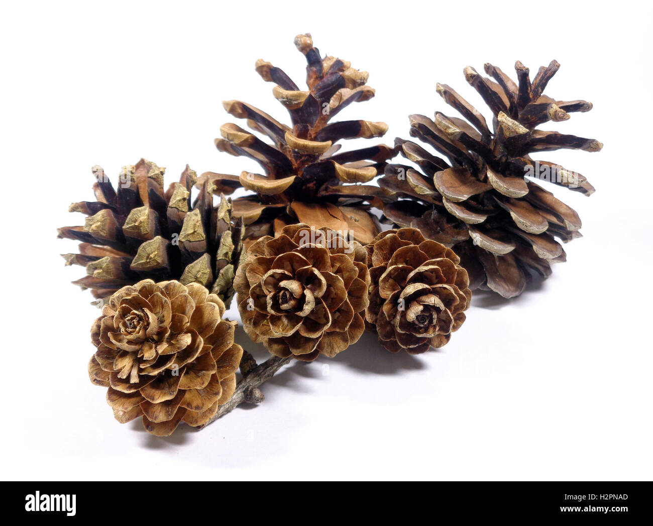 Close-up of six natural pine cones isolated on white background Stock ...