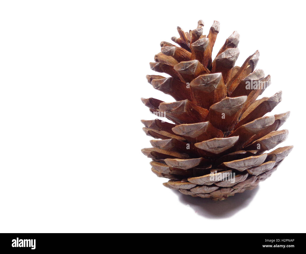 Close-up of one big natural pine cones isolated on white background ...