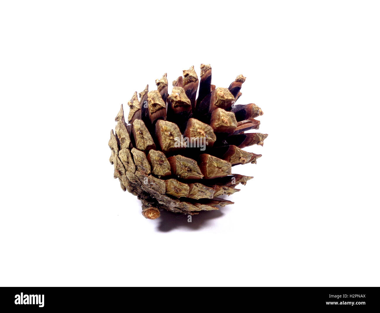 Close-up of one natural pine cones isolated on white background Stock ...
