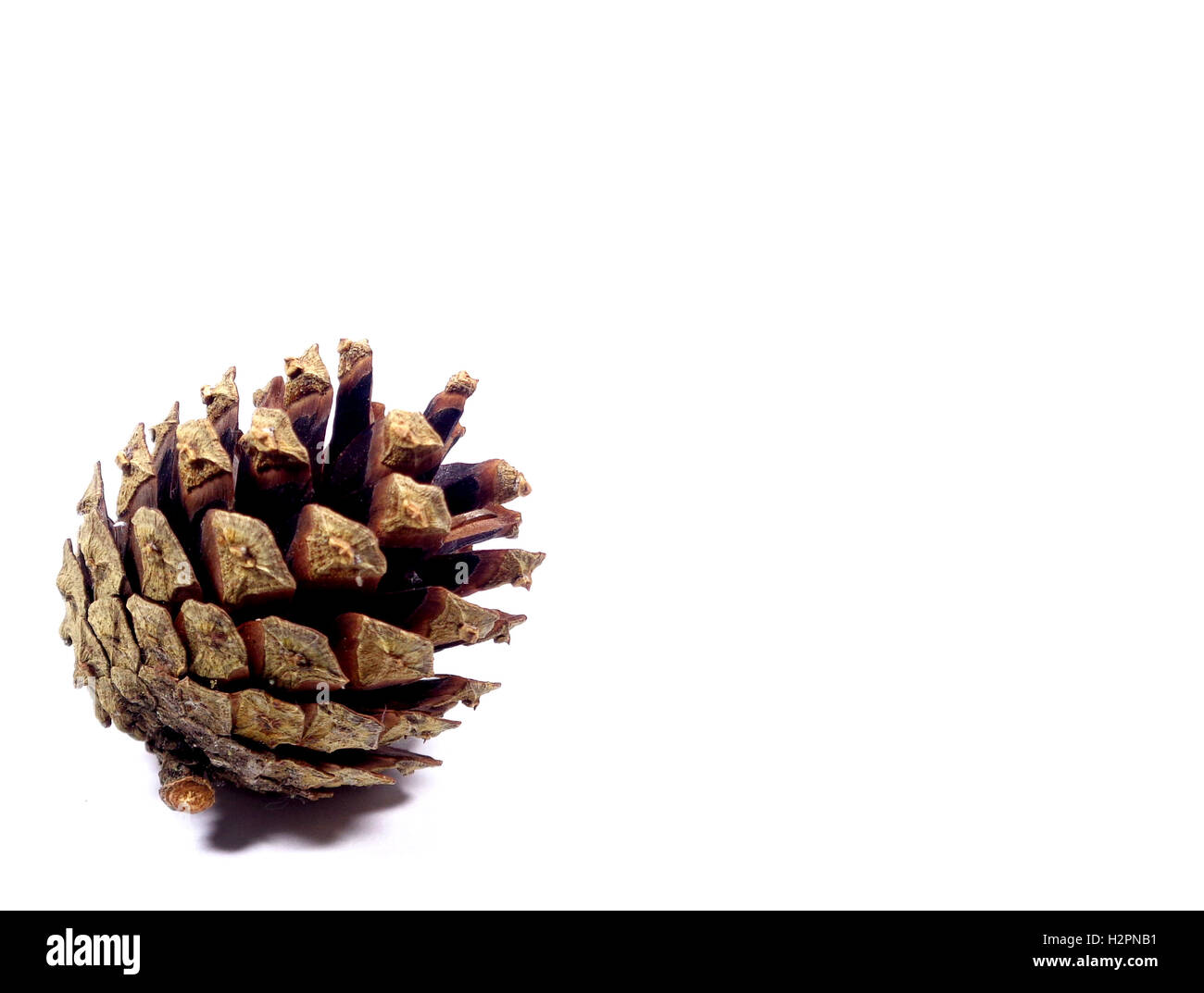 One natural pine cones isolated on white background, close-up Stock ...