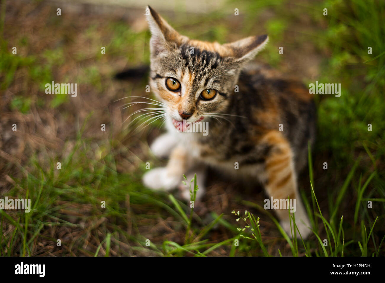 Beautiful little cat playing in a garden Stock Photo - Alamy