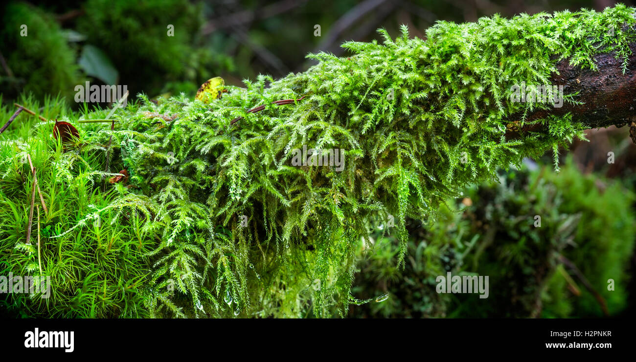 Sphagnum Moss Stock Photos & Sphagnum Moss Stock Images - Alamy