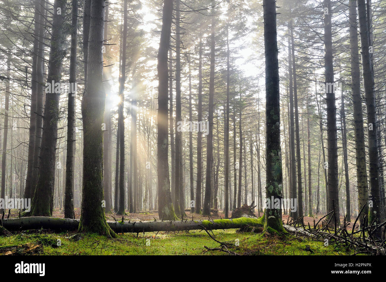 amazing colors of the forest in autumn Stock Photo - Alamy