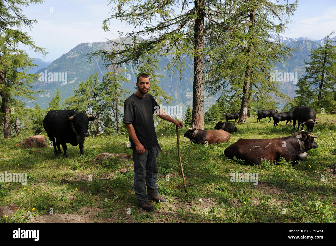 SWITZERLAND Kanton Wallis, Swiss alps, agriculture in the mountains ...