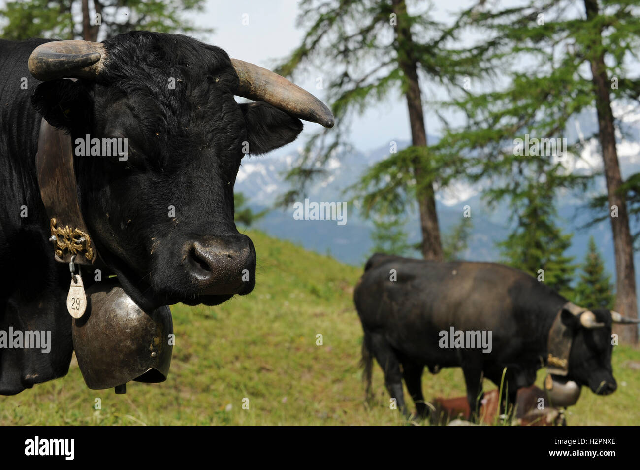 SWITZERLAND Kanton Wallis, Swiss alps, agriculture in the mountains ...