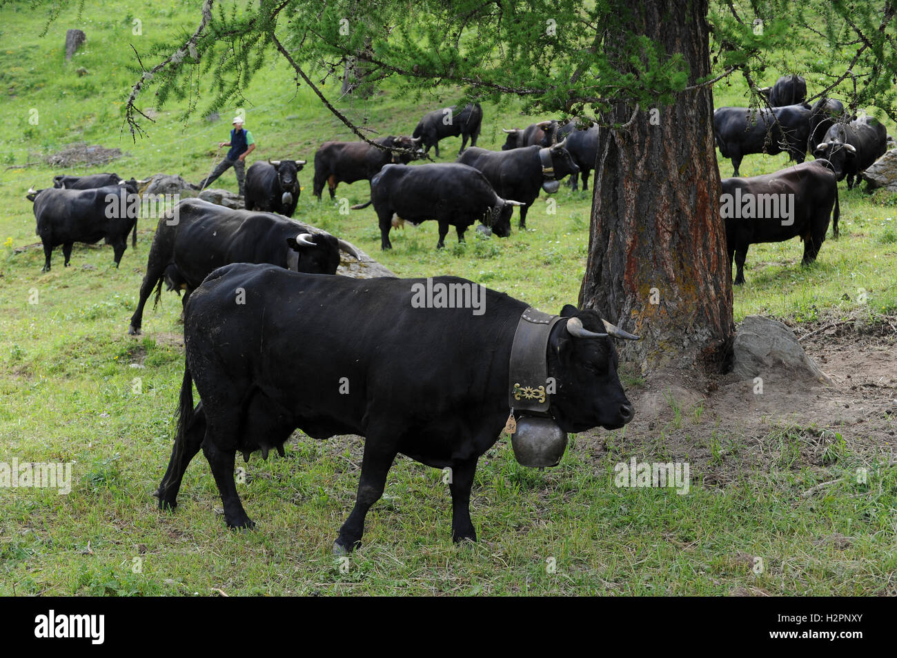 SWITZERLAND Kanton Wallis, Swiss alps, agriculture in the mountains ...