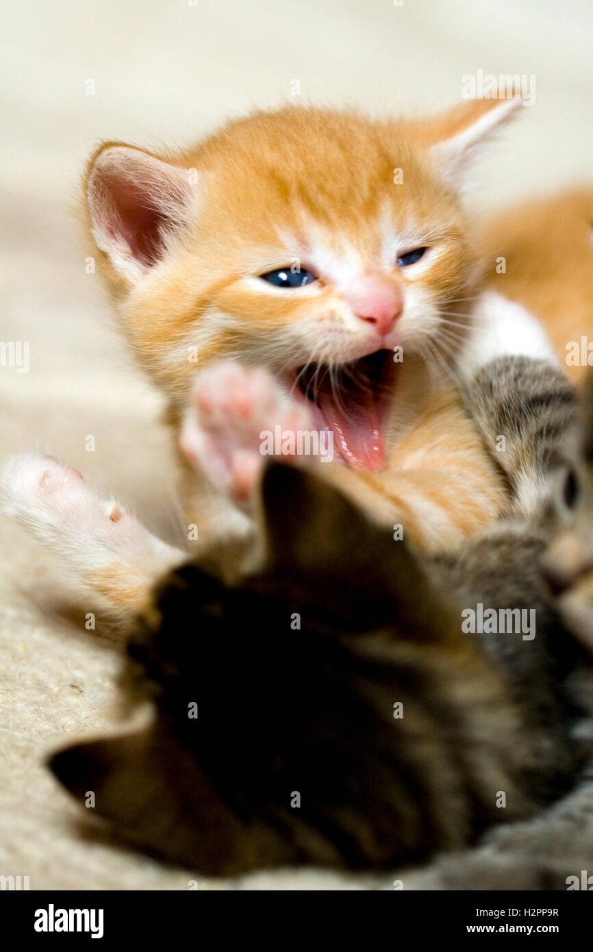 Pair of little kittens playing Stock Photo - Alamy