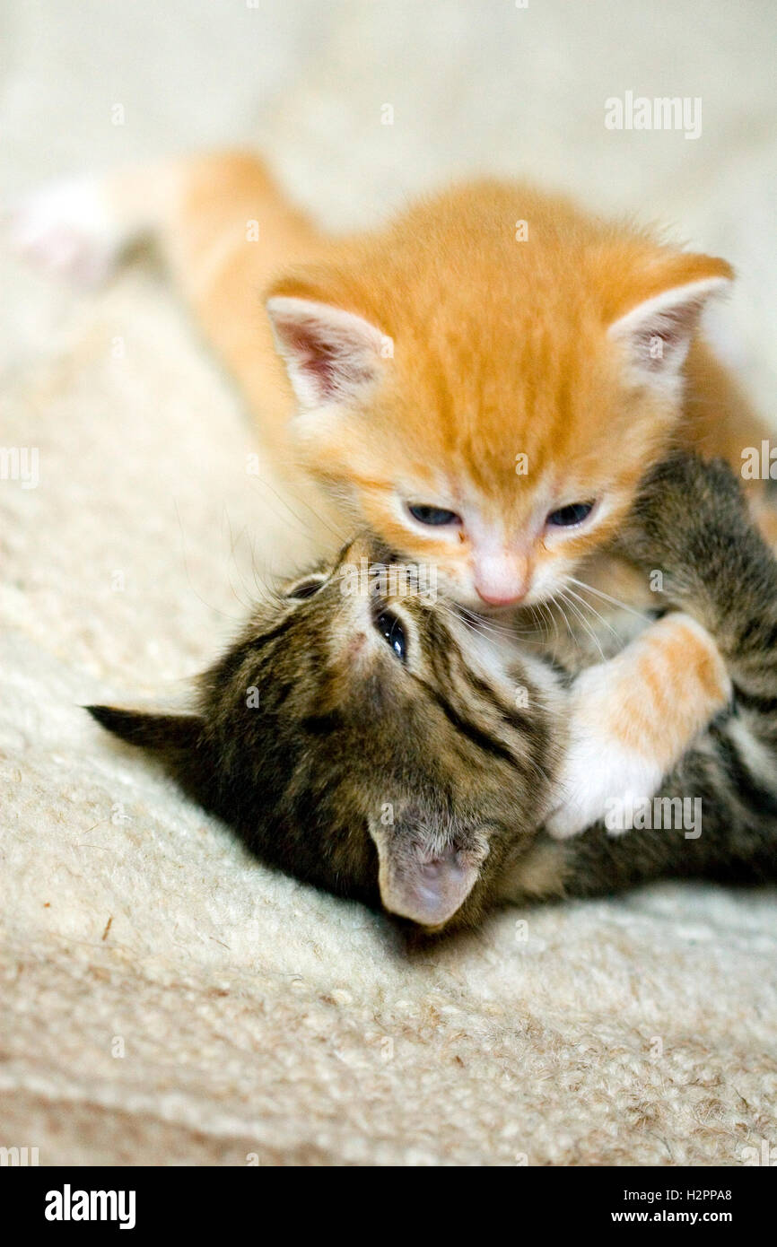Pair of little kittens playing Stock Photo - Alamy
