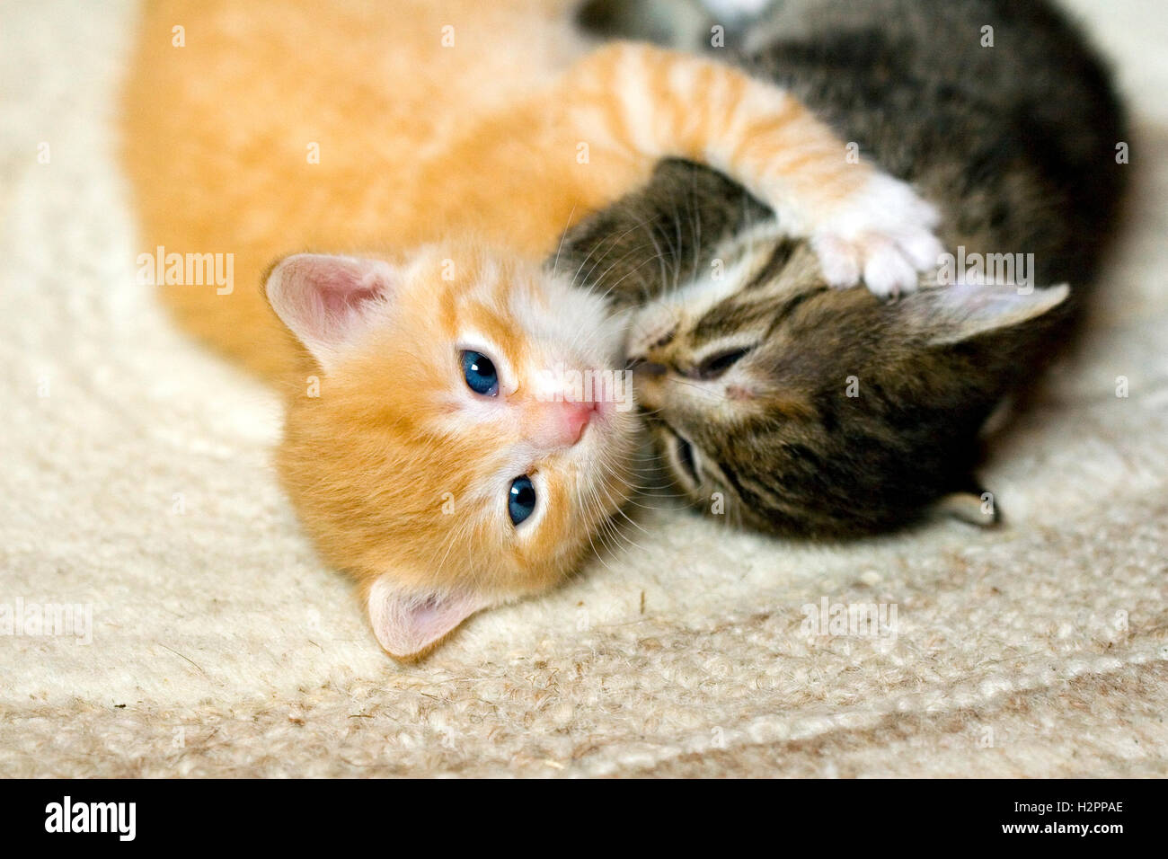 Pair of little kittens playing Stock Photo - Alamy